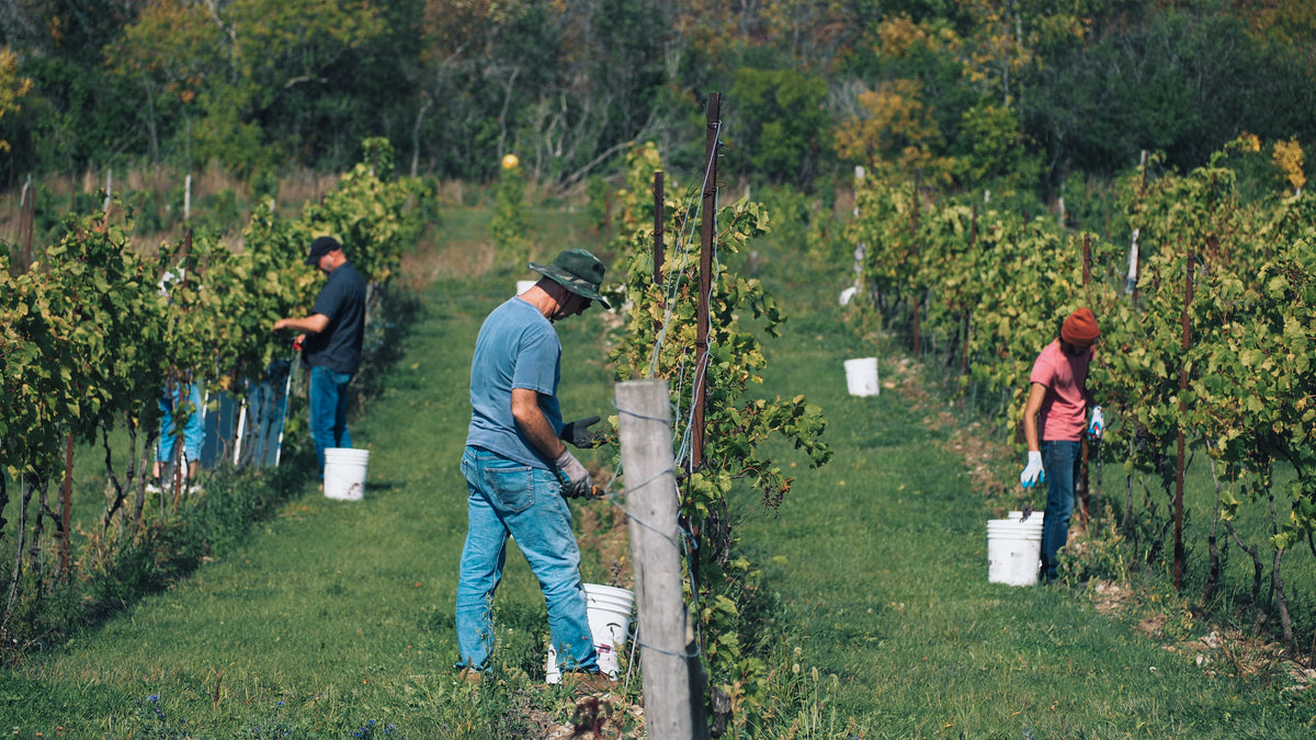 Vineyard Update: Picking, Punching and Pressing