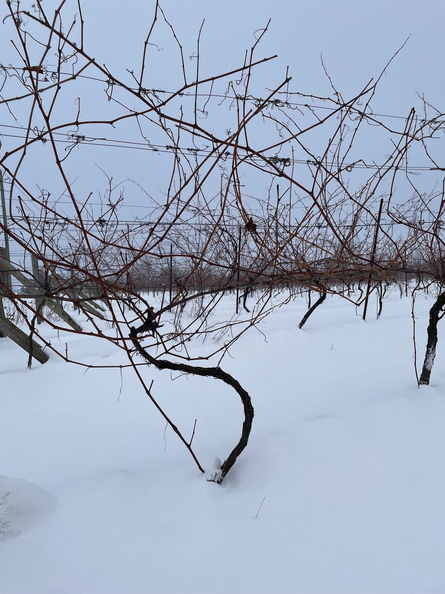 Winter Resilience: The Remarkable Survival of Ontario's Grapevines ...
